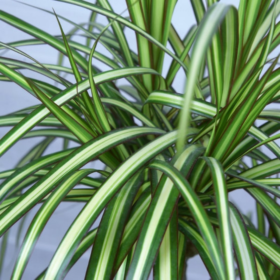 Dracaena marginata 'Sunray'