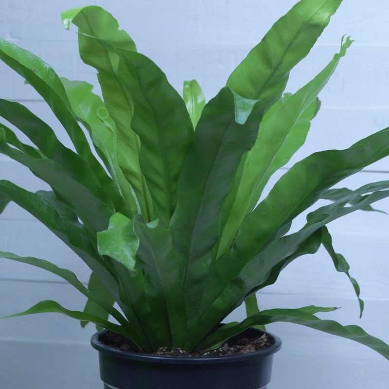 Asplenium nidus