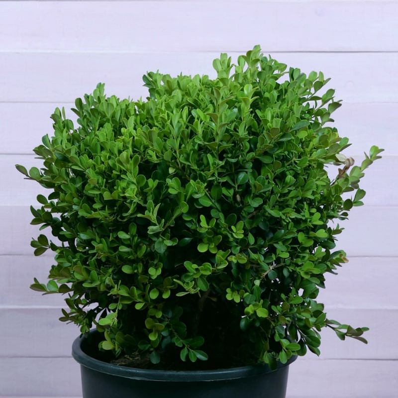 Buxus sempervirens 'rotundifolia' BL