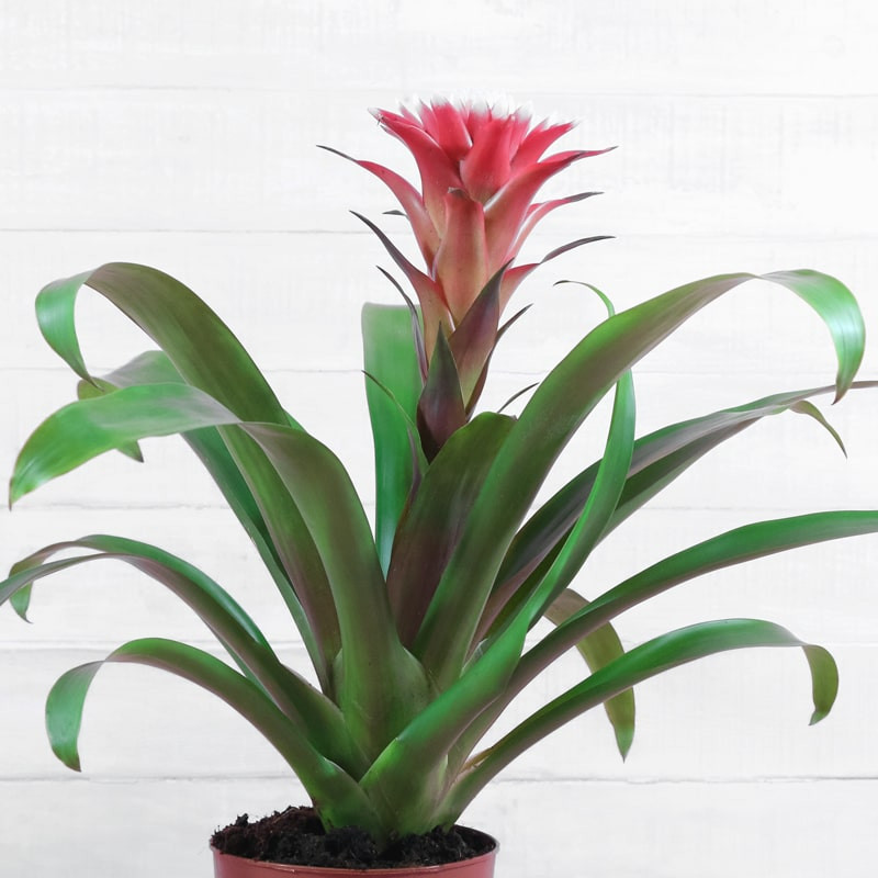 Bromelia