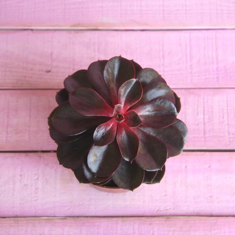 Echeveria 'Red Ruby'