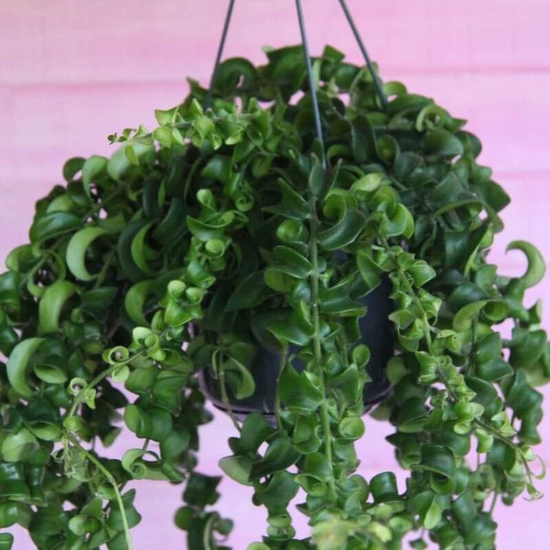 Aeschynanthus radicans 'Rasta'