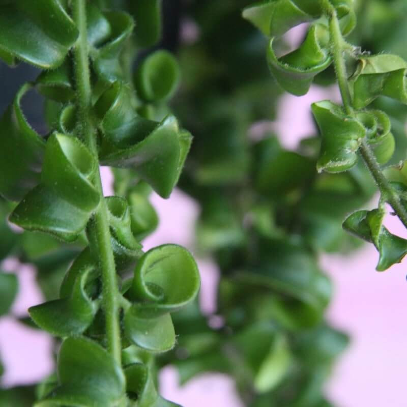 Aeschynanthus radicans 'Rasta'