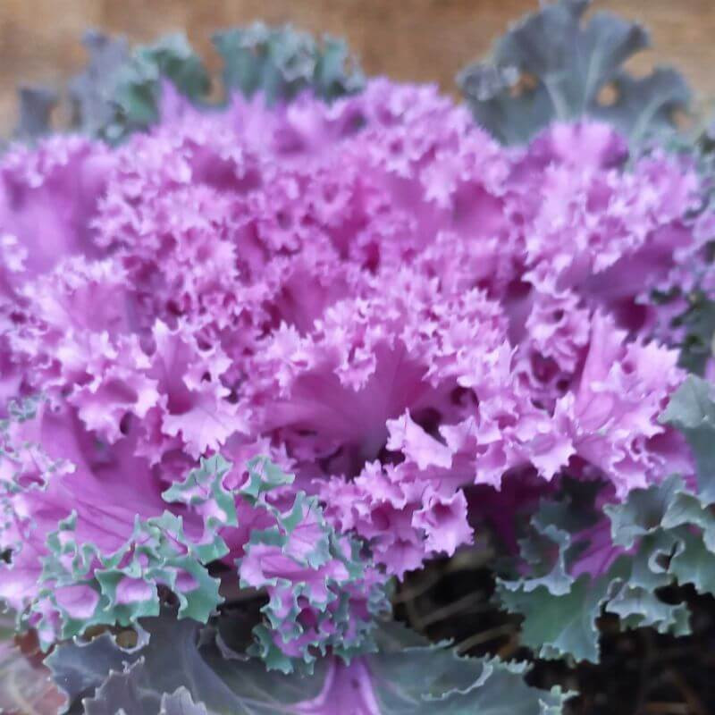 Brassica oleracea var. acephala