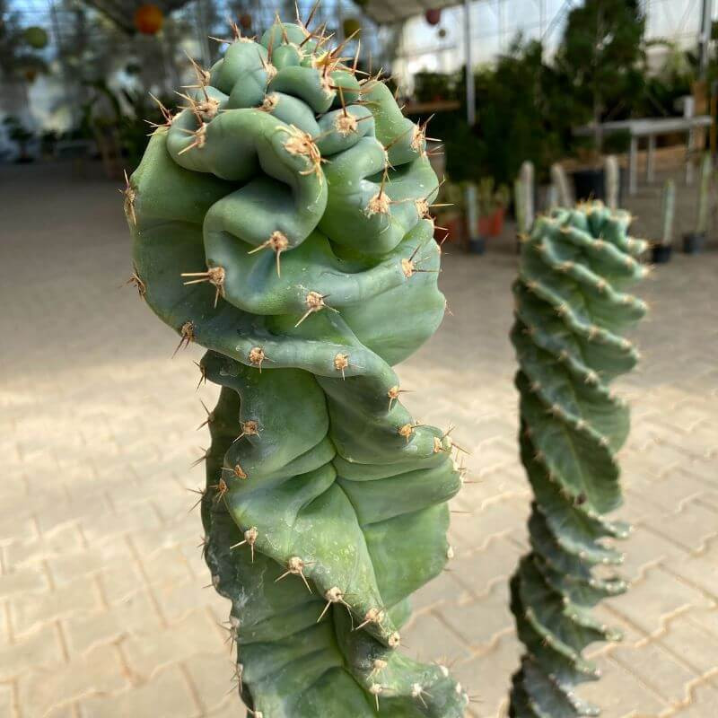 Cereus forbesii 'Spiralis'