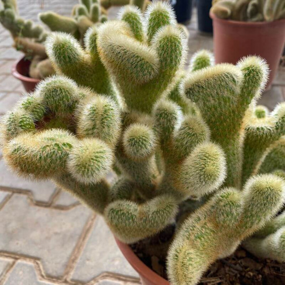 Cleistocactus winteri