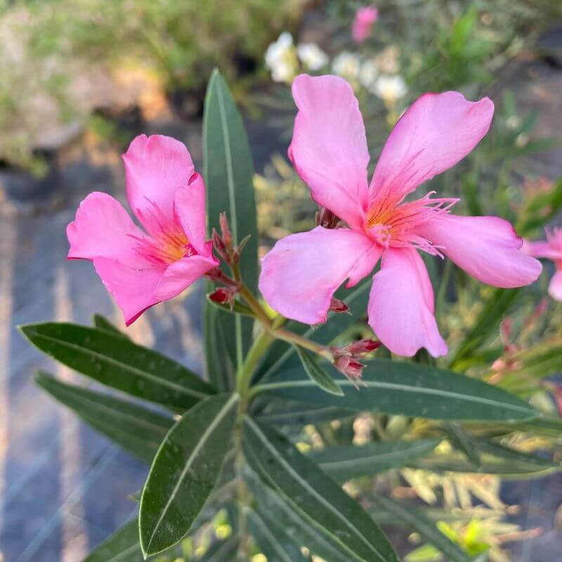 Nerium oleander