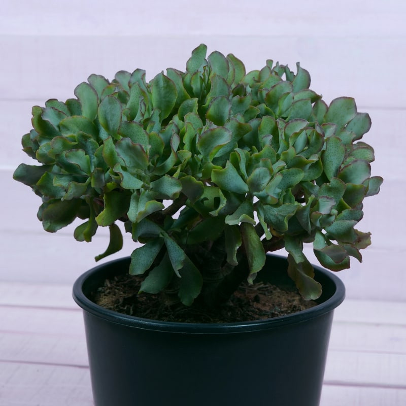 Crassula ovata 'Blue'