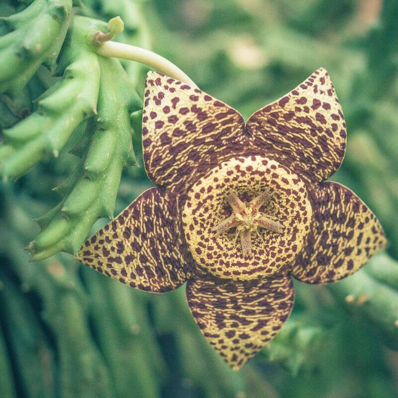 Orbea variegata