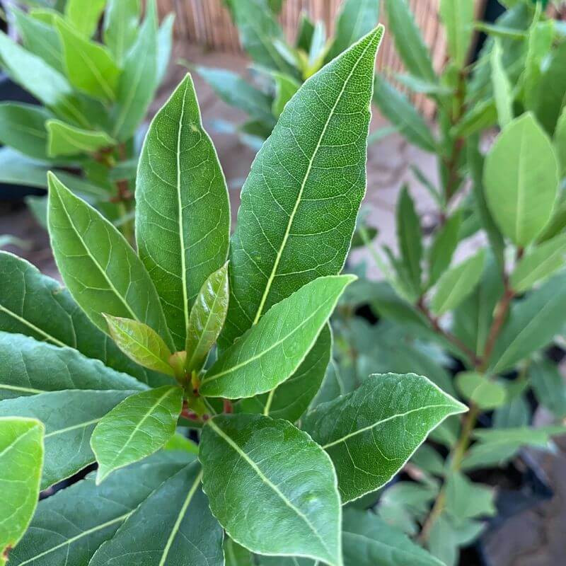 Laurus nobilis