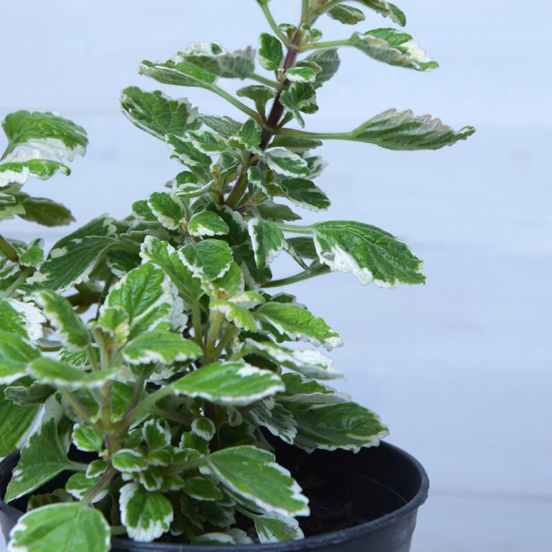 Plectranthus coleoides 'Variegata'
