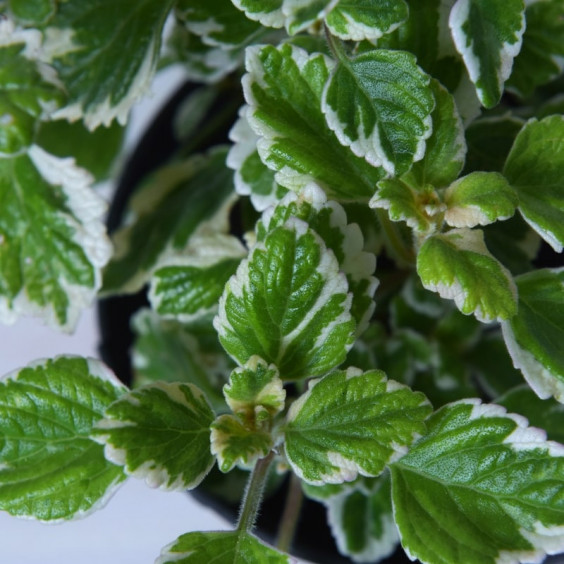 Plectranthus coleoides 'Variegata'